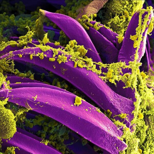 9 Free Science Image Resources for Researchers (2025 Update)