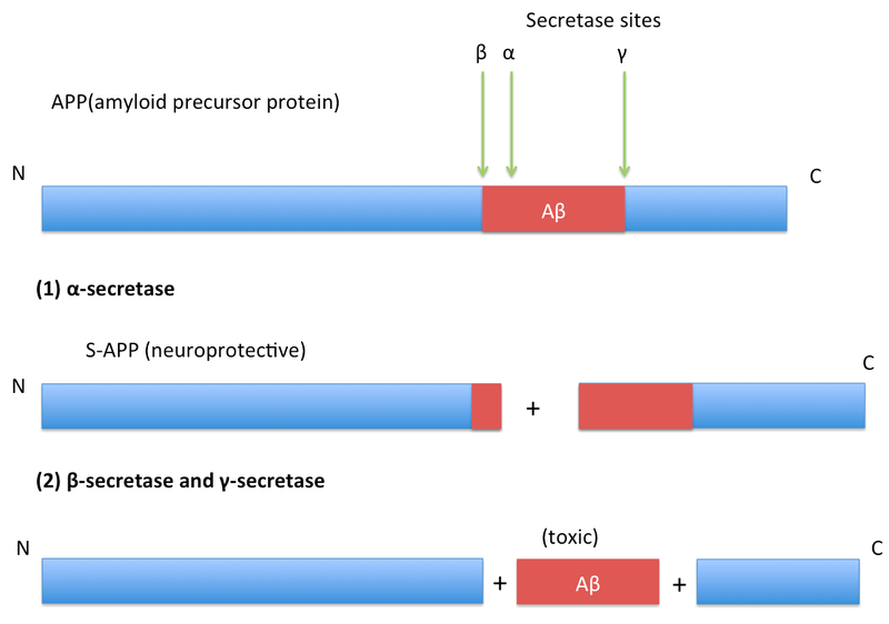 Amyloid Beta Fibrillar Constructs | StressMarq | StressMarq Biosciences ...