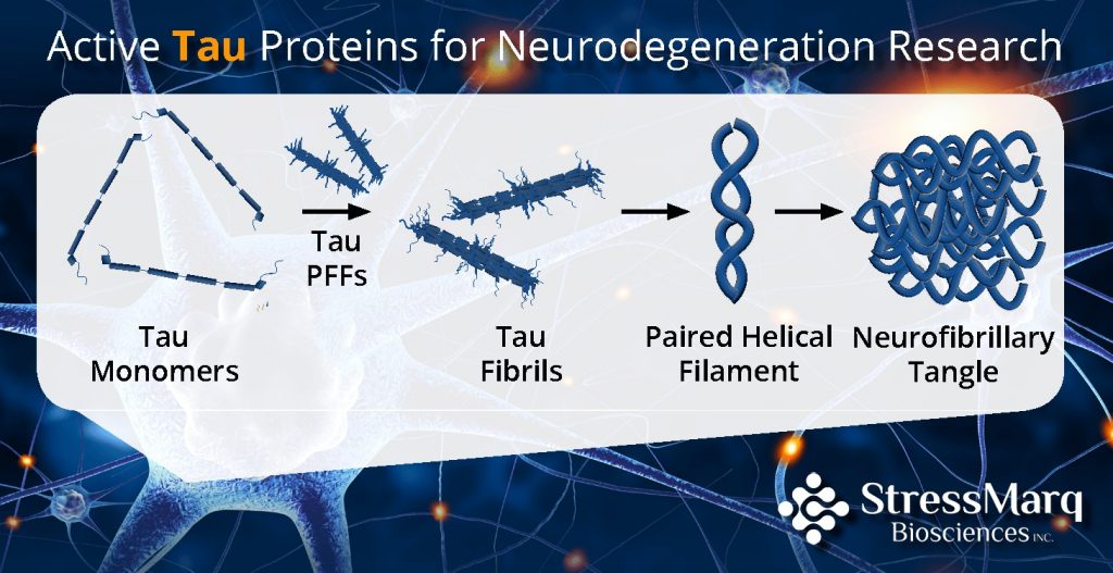 Tau Proteins for Neurodegeneration Research | StressMarq