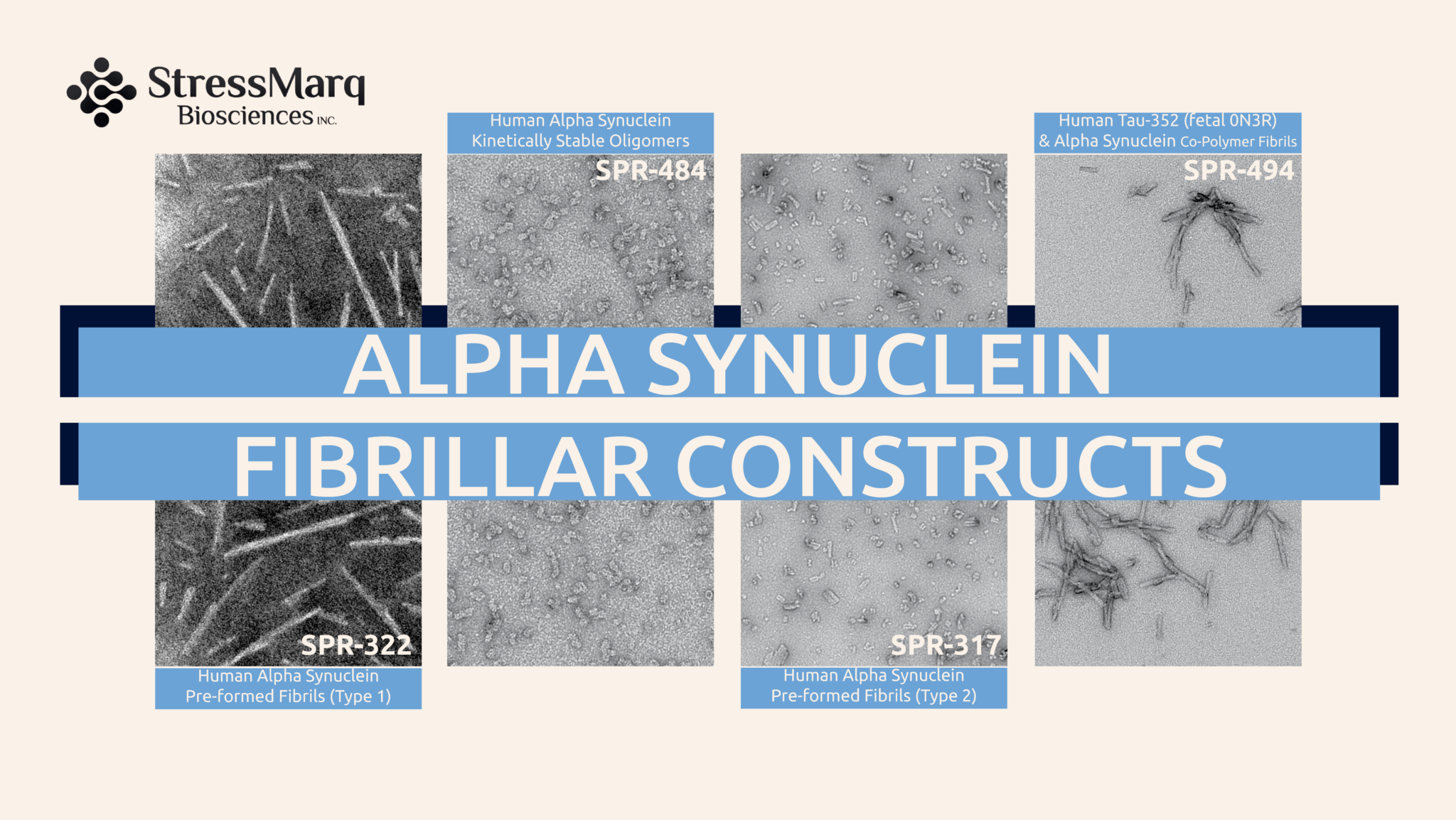 Alpha Synuclein Fibrillar and Oligomeric Constructs