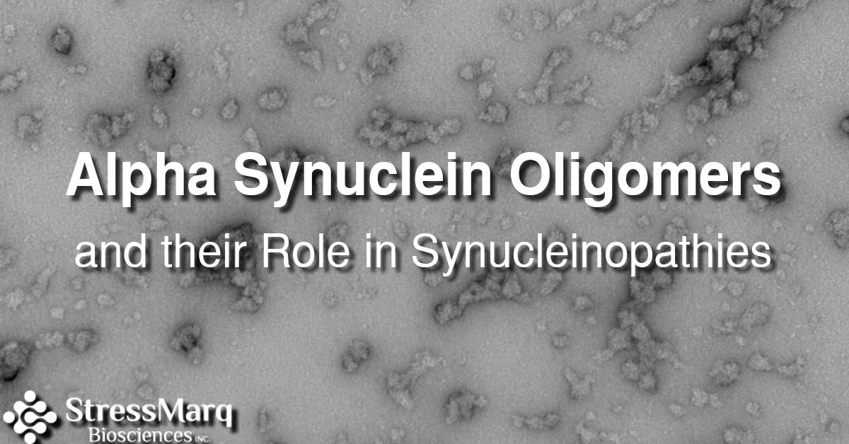 Alpha Synuclein Oligomers & their Role in Synucleinopathies