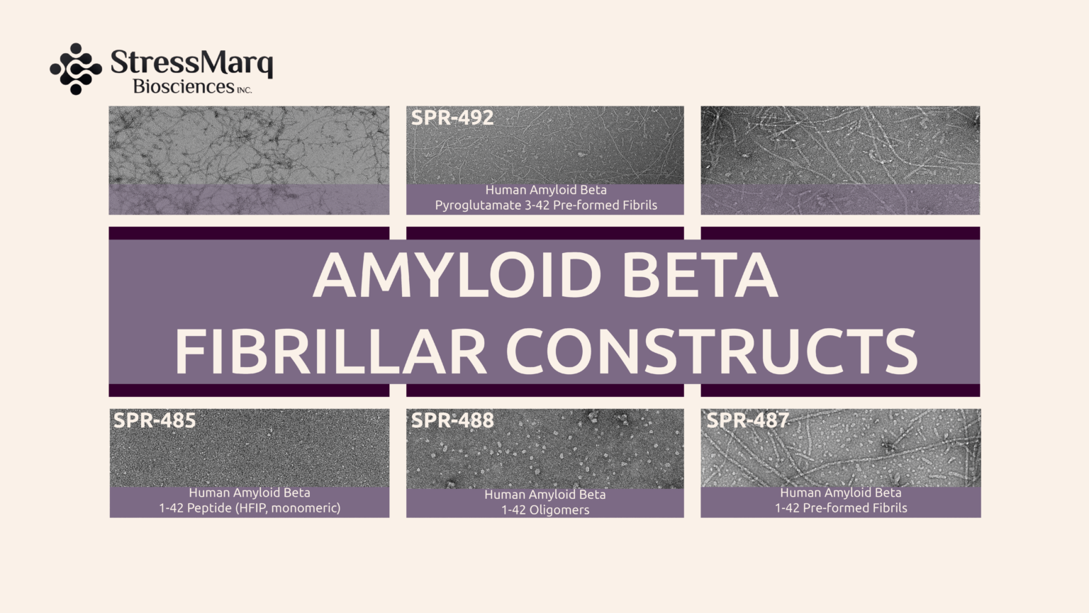 Amyloid Beta Fibrillar Constructs | StressMarq