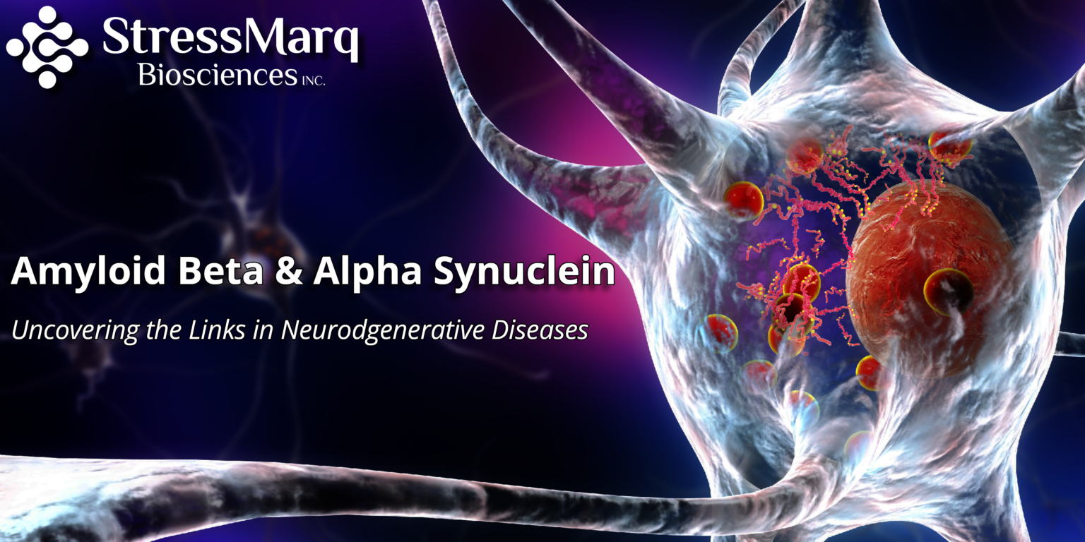 Links between Amyloid Beta and Alpha Synuclein | StressMarq