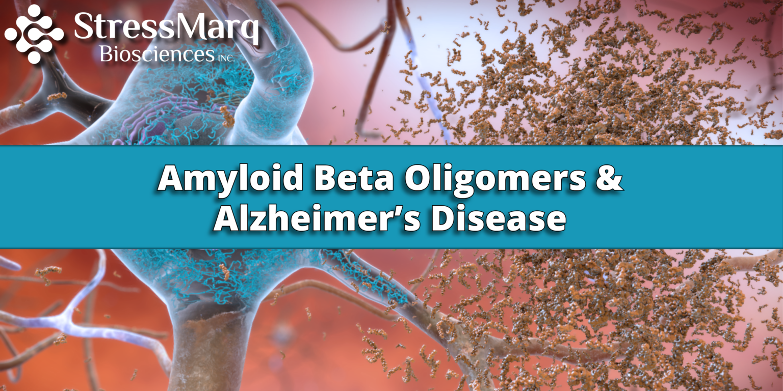 The Role of Amyloid Beta Oligomers in Alzheimer’s Disease | StressMarq