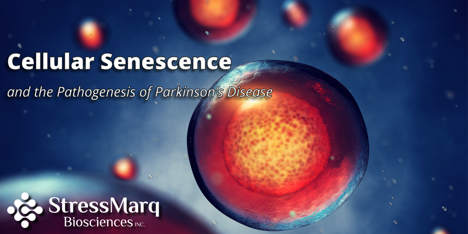 Cellular Senescence and Parkinson’s Disease | StressMarq