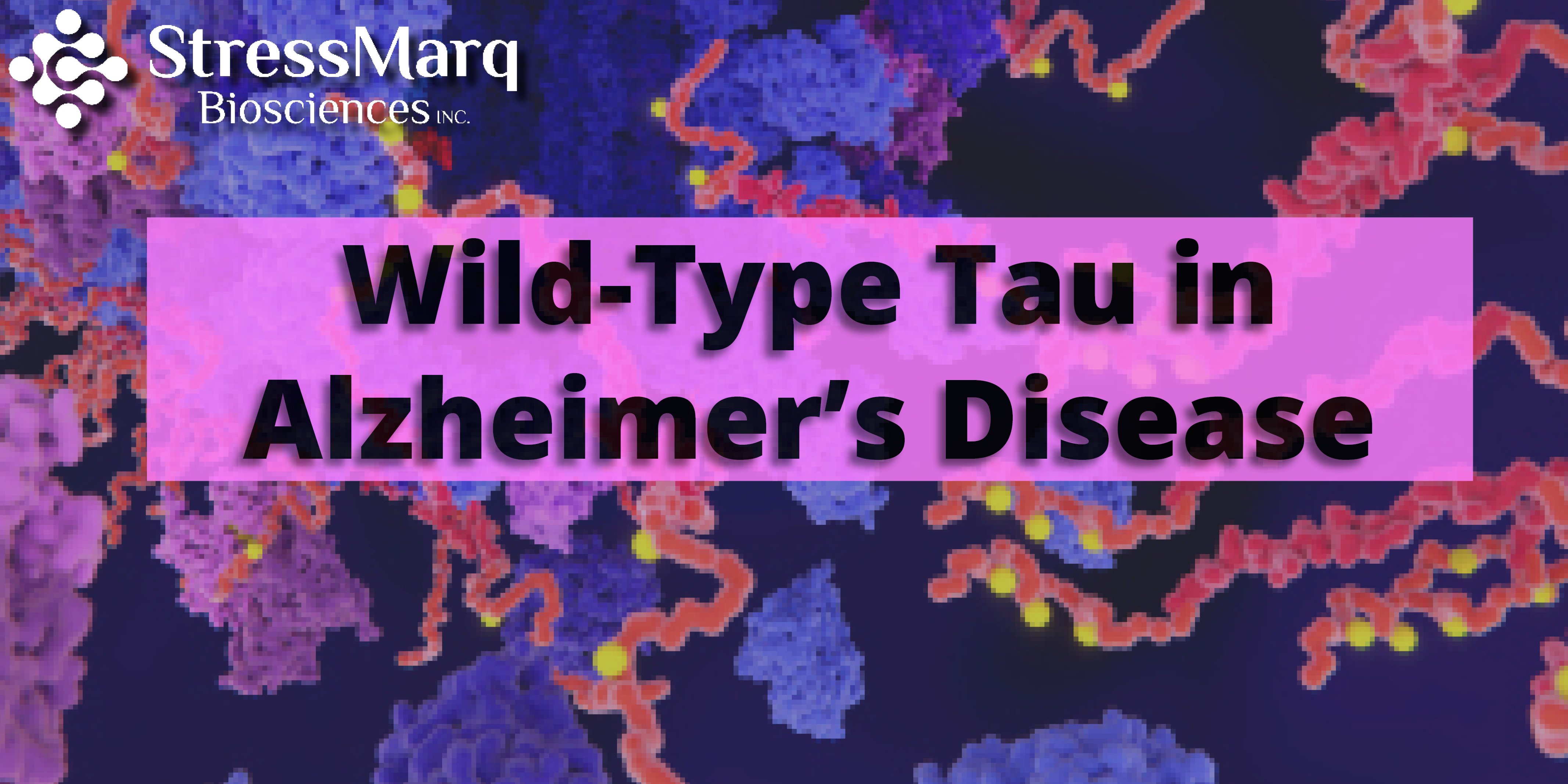 Wild-Type Tau in Alzheimer’s Disease | StressMarq | StressMarq ...