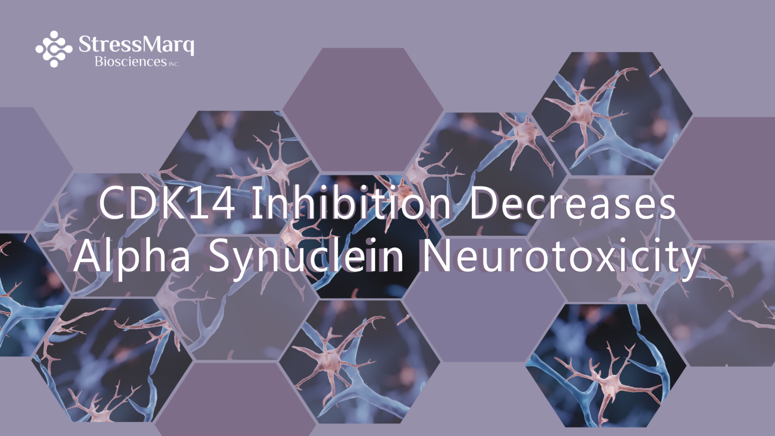 CDK14 Inhibition Decreases Alpha Synuclein Neurotoxicity