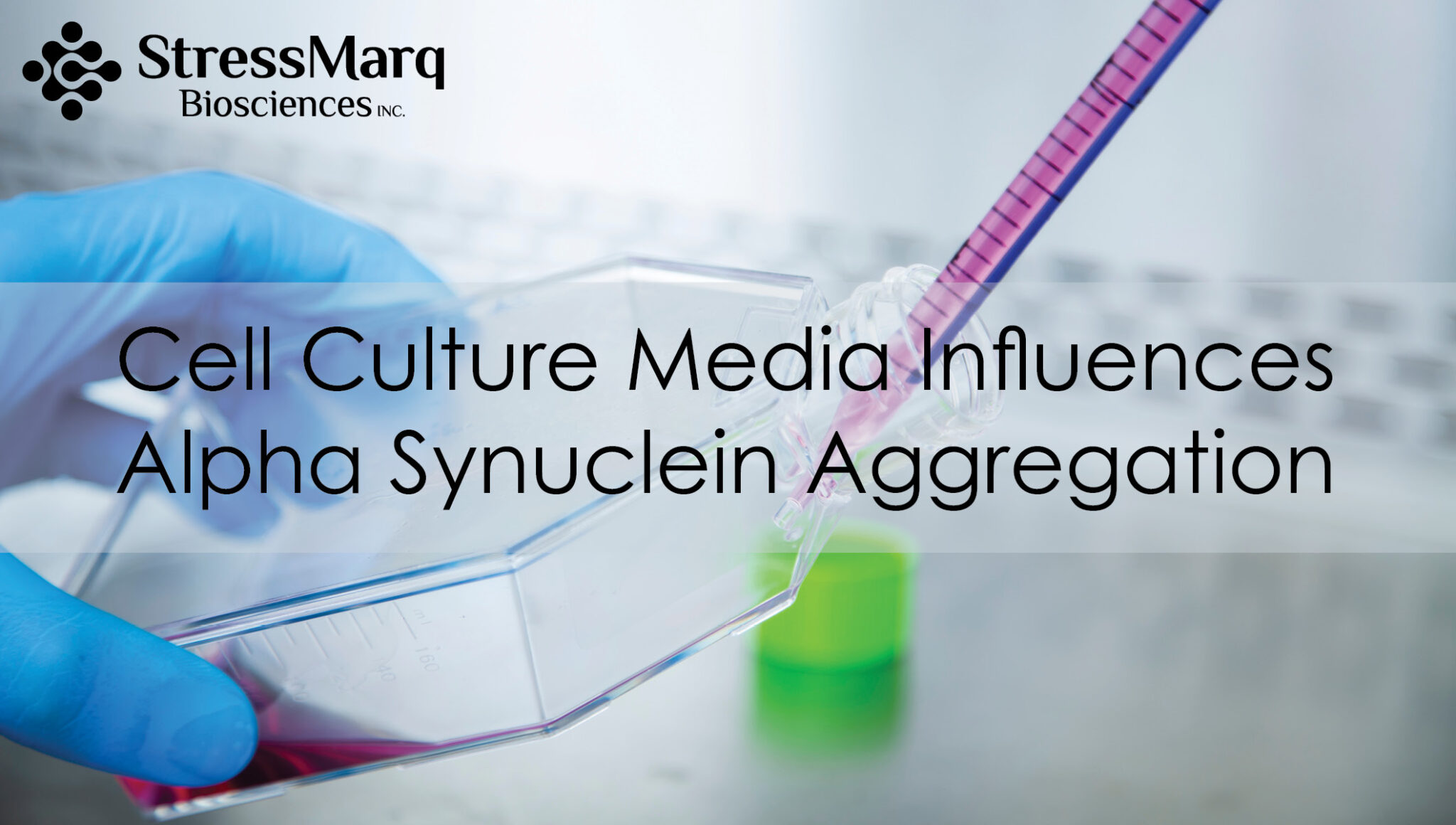 Cell Culture Media Influences Alpha Synuclein Aggregation
