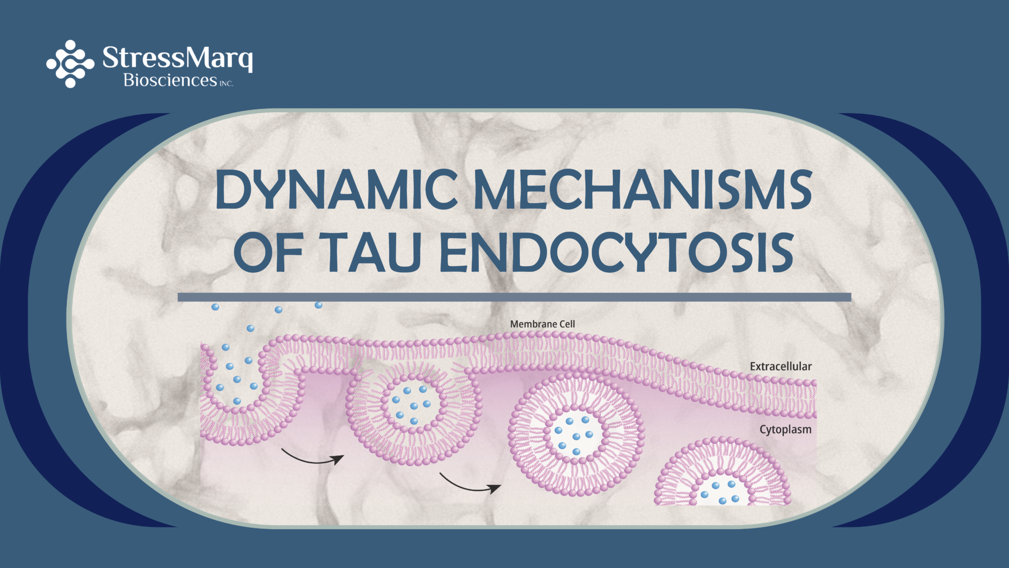 Dynamic Mechanisms of Microglial Tau Endocytosis