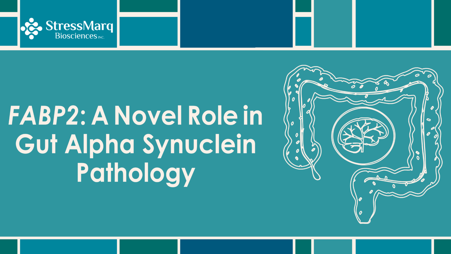 FABP2: A Novel Role in Gut Alpha Synuclein Pathology