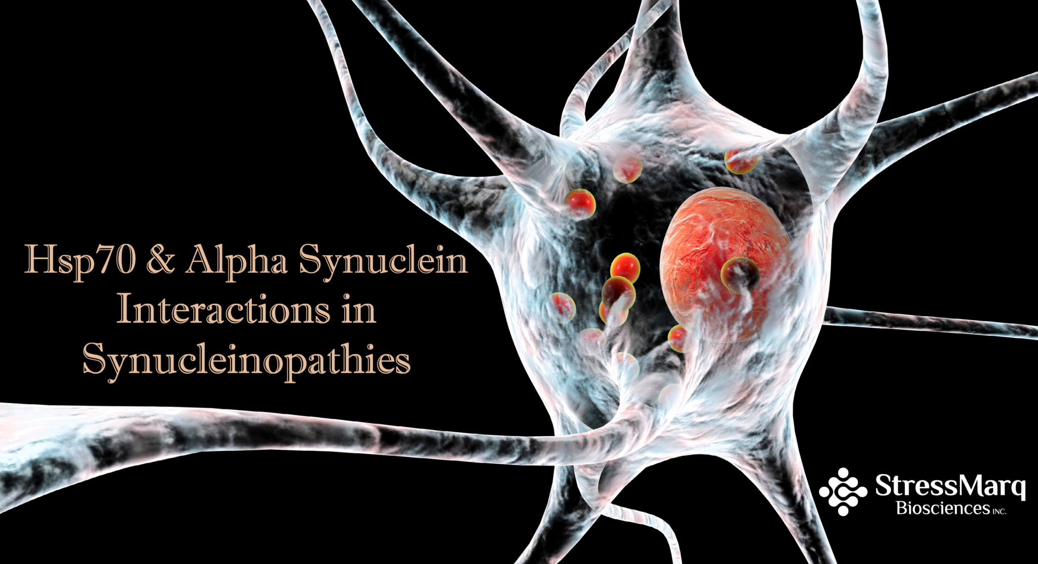 Hsp70 and Alpha Synuclein Interaction in Synucleinopathies | StressMarq ...