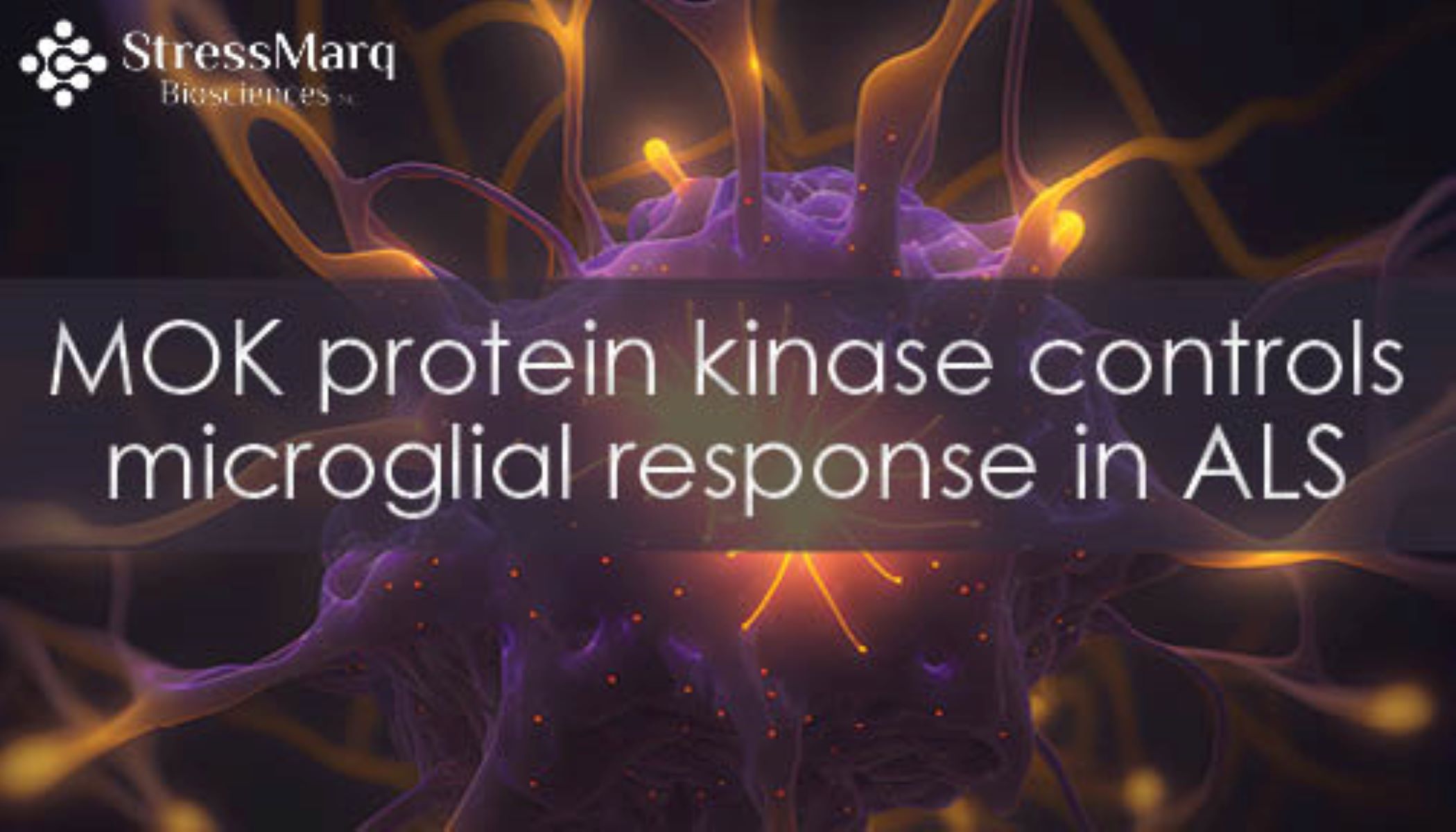 MOK kinase controls microglial response in ALS