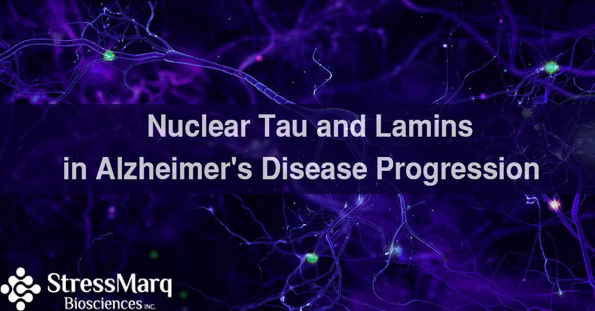 Nuclear Tau and Lamins in Alzheimer’s Disease Progression