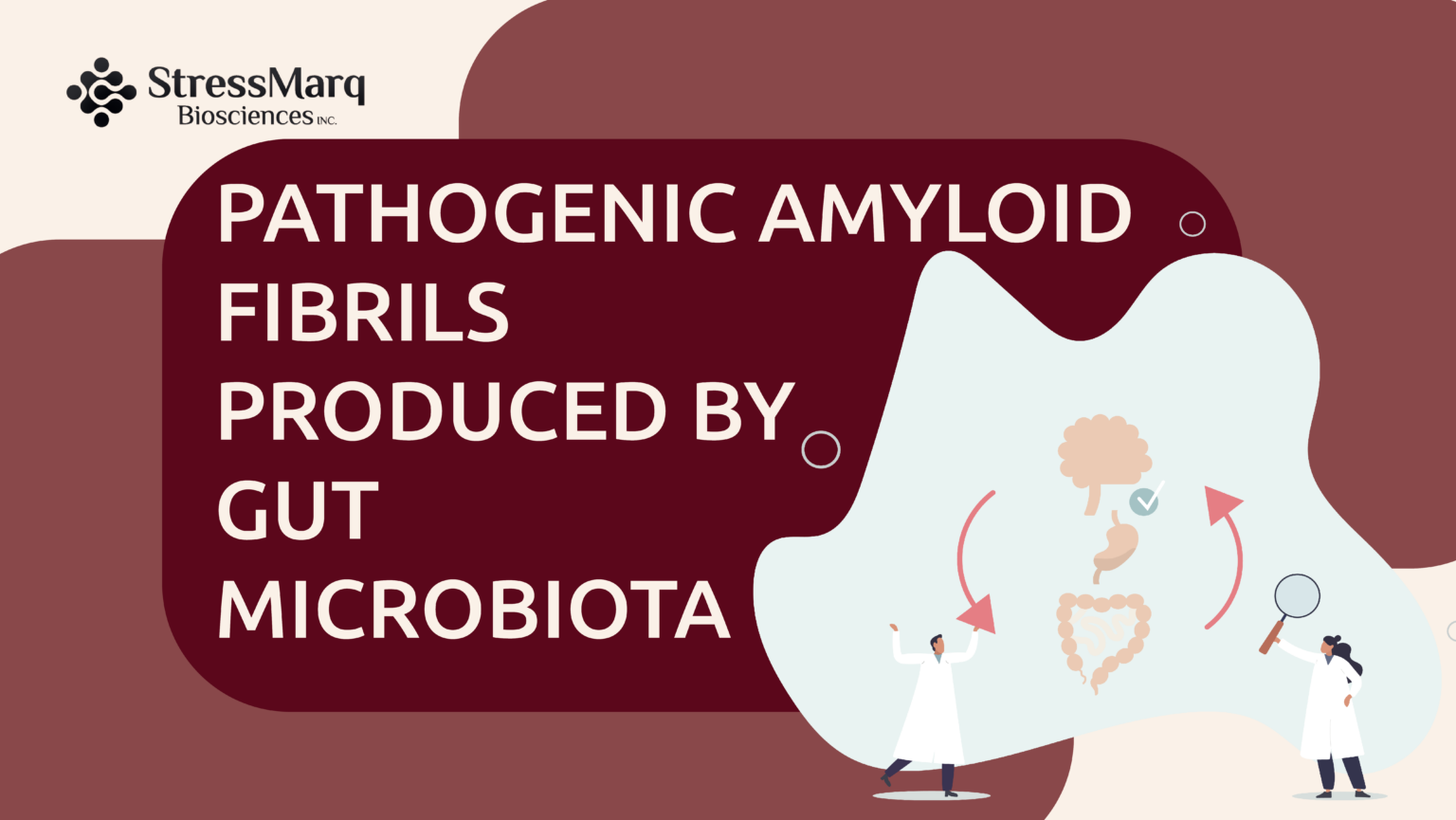 Pathogenic Amyloid Fibrils Produced by Gut Microbiota