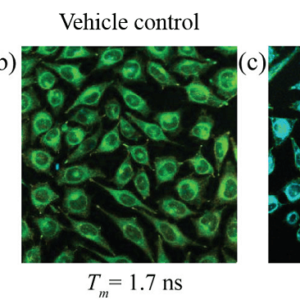 FCR1 | FRET ratiometric fluorescence-based redox sensor