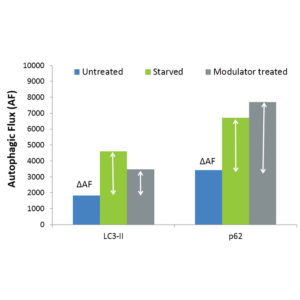 Autophagy Flux Detection Kit StressXpress® (SKT-135) | StressMarq ...