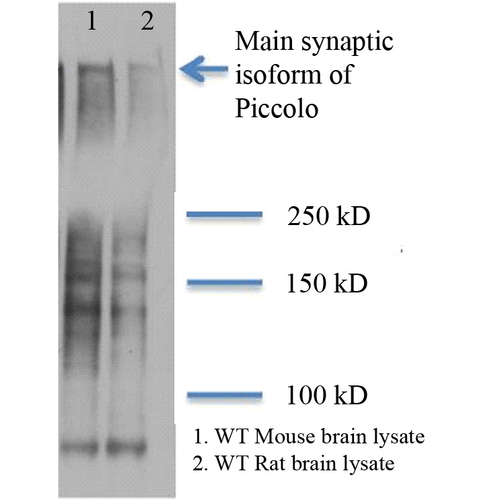 Piccolo Antibody, Clone 6H9-B6: ATTO 390 - 2BScientific