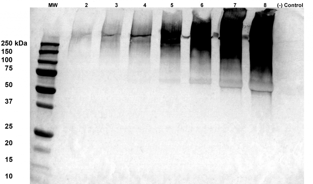 Western Blot Troubleshooting - Tips & Tricks | StressMarq Western Blot Troubleshooting - Tips & Tricks | StressMarq