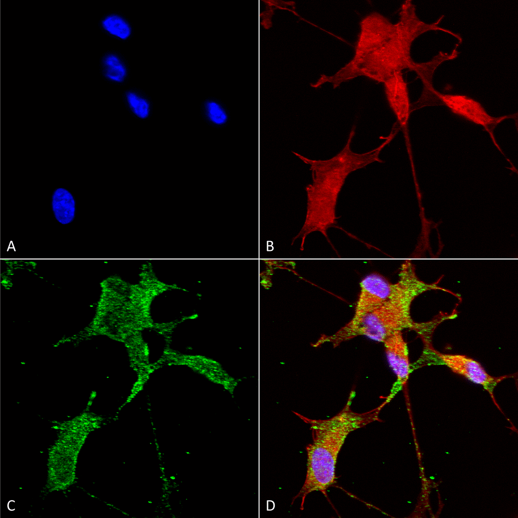 Anti-Cav3.2 Antibody [N55/10] Monoclonal IgG1