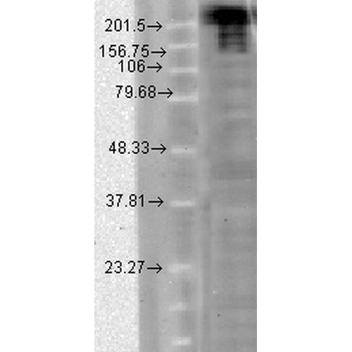 Anti-Nav1.7 Antibody [N68/6] Monoclonal IgG1
