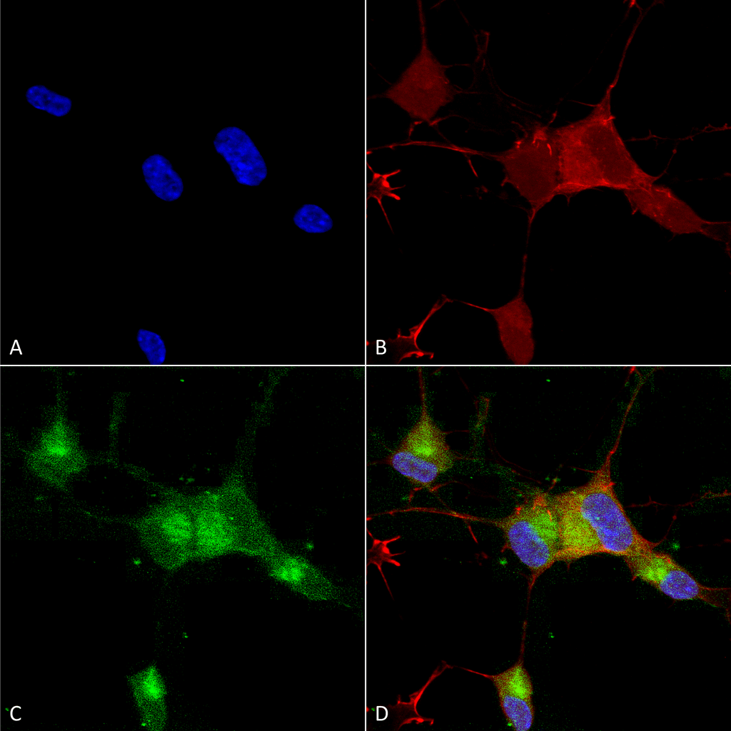 Anti-Nav1.7 Antibody [N68/6] Monoclonal IgG1