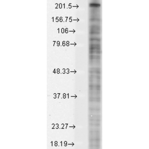 Anti-Nav1.8 Antibody [S134] Monoclonal IgG2a