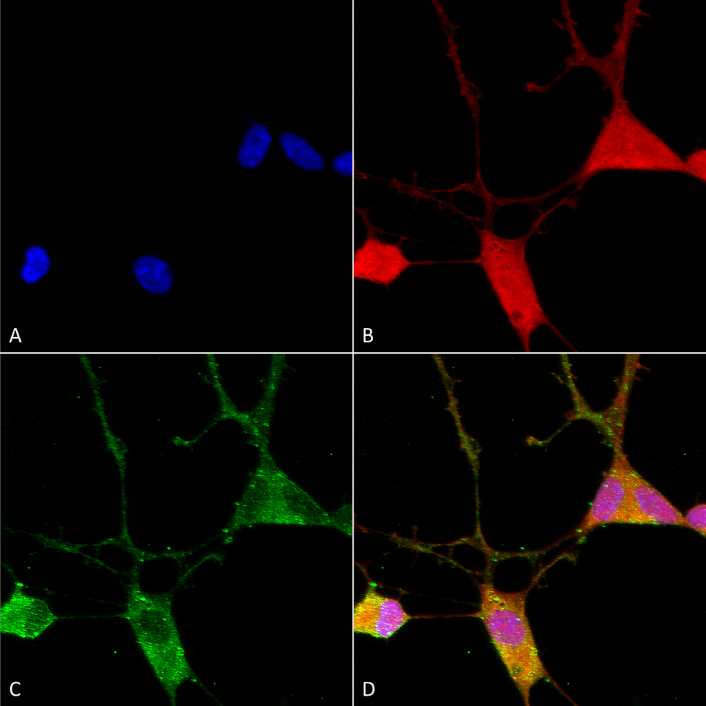 Anti-VGLUT1 Antibody [S28-9] Monoclonal IgG1