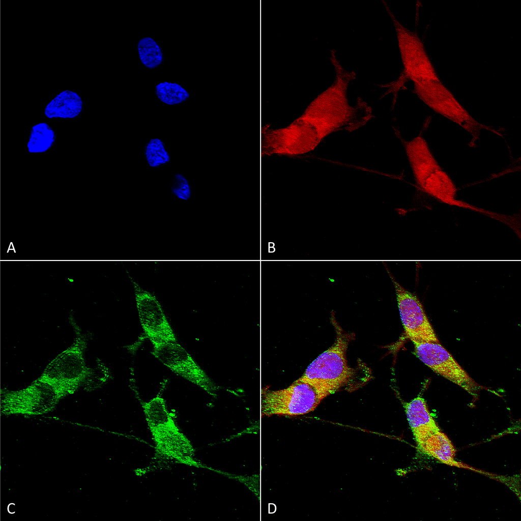 Anti-VGLUT2 Antibody [S29-29] Monoclonal IgG1