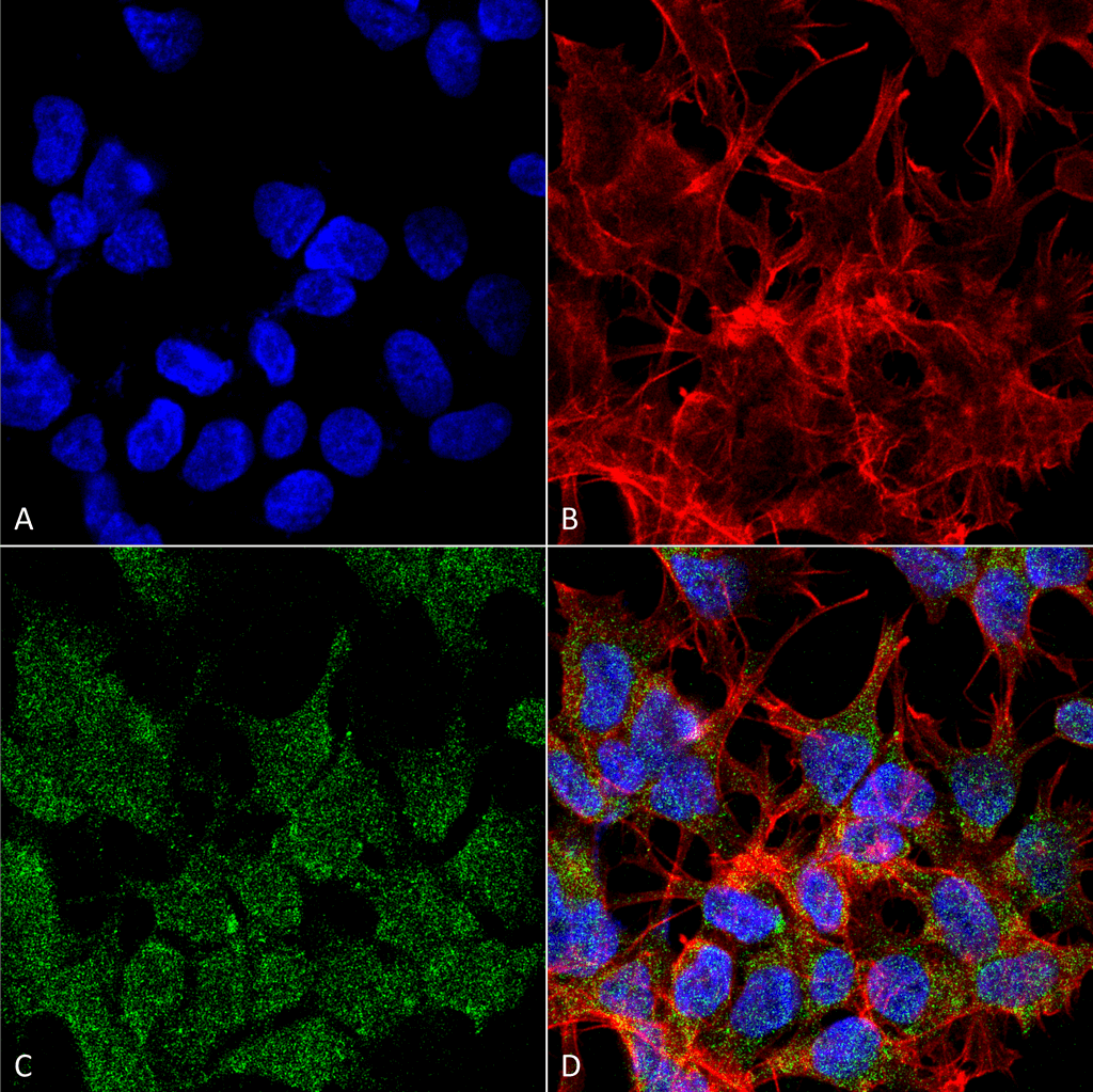 VGLUT2 Antibody, Clone S29-29: Biotin | Scientist.com