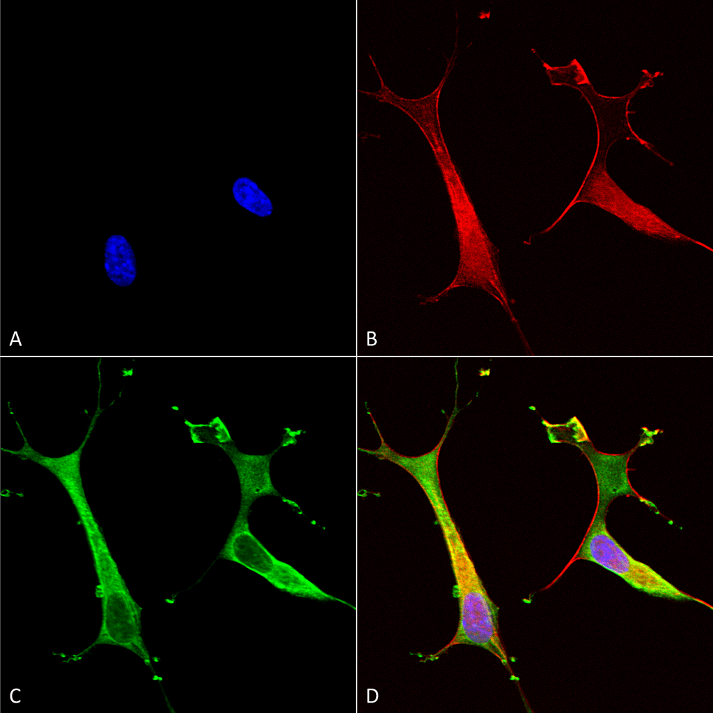 Copper Transporting ATPase 2 Antibody, Clone S62-29: ATTO 488 ...