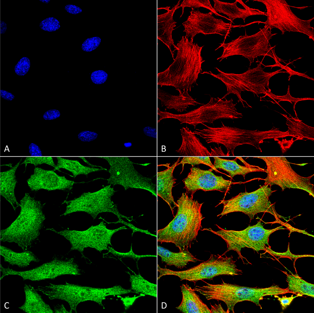 Copper Transporting ATPase 2 Antibody, Clone S62-29: ATTO 488 ...