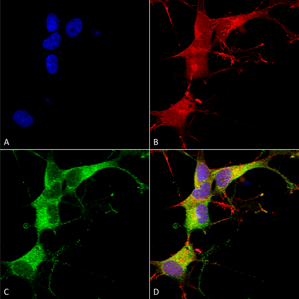 Anti-Ankyrin G Antibody [S106-20] Monoclonal IgG1