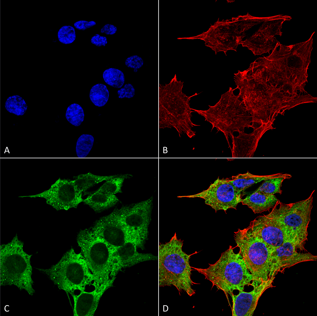 Anti-EAAT3 Antibody [N180/41] Monoclonal IgG1