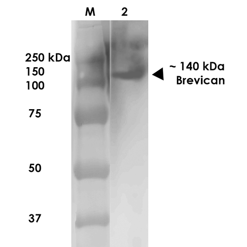 Brevican Antibody, Clone S294A-6: APC | Scientist.com