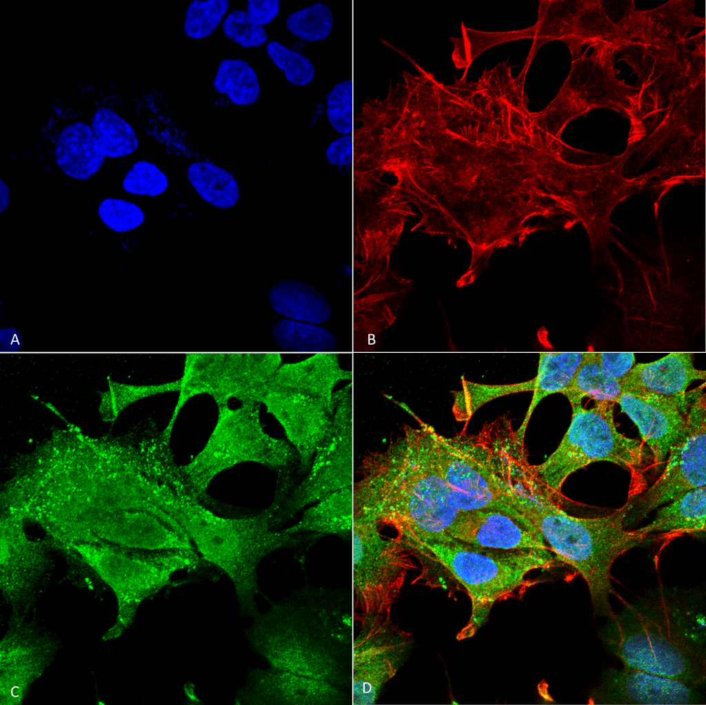 NICD Antibodies | AntibodyResource.com