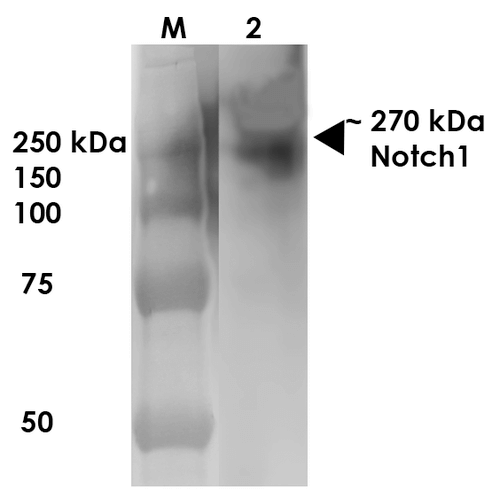 Notch1 Antibody, Clone S253-32: ATTO 488 | Scientist.com