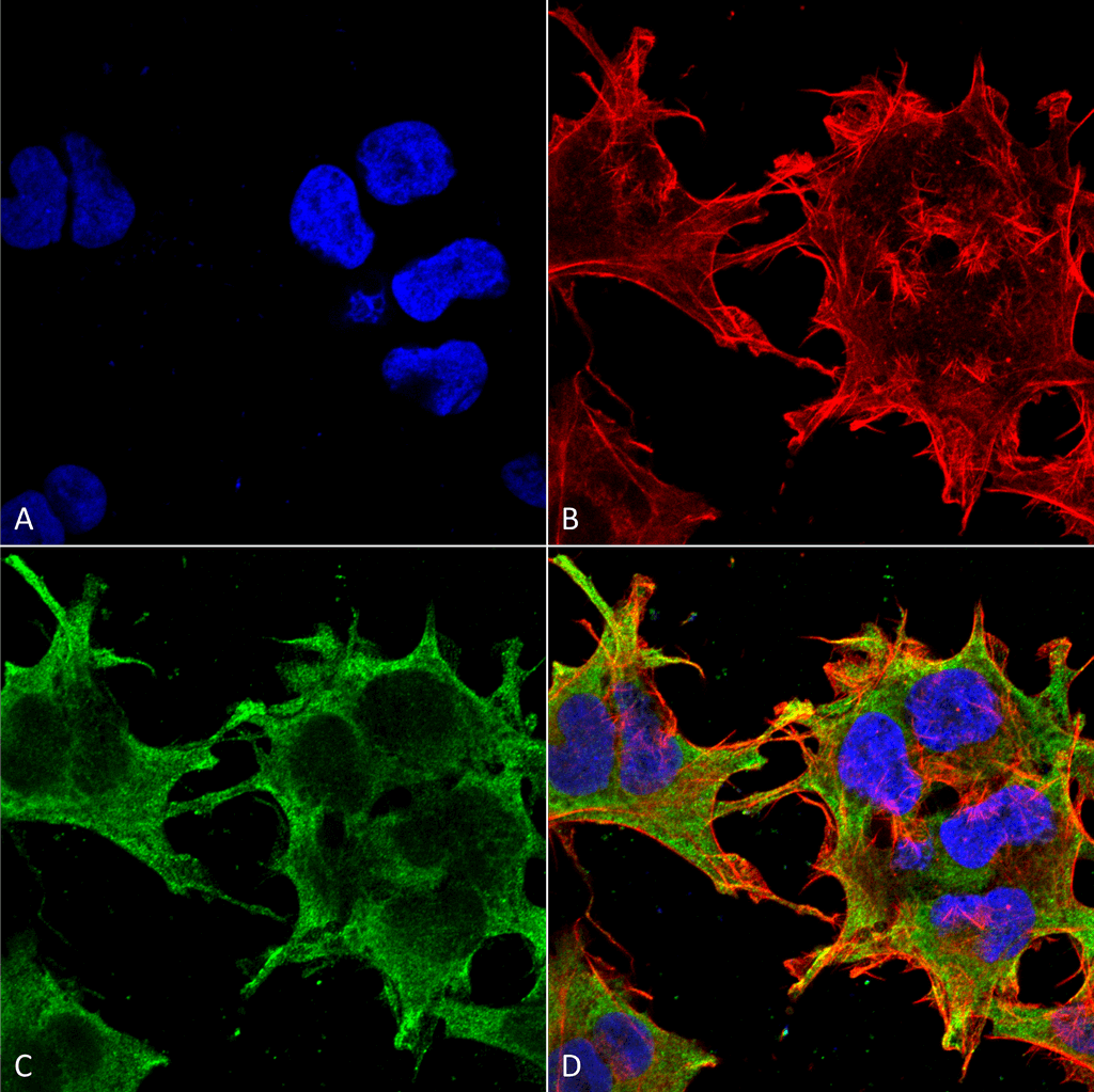 SUR2 Antibodies | AntibodyResource.com