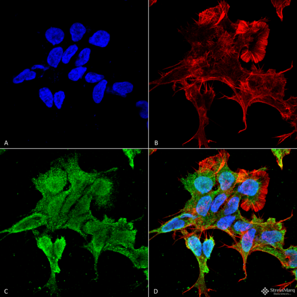 Alpha-2 Adrenergic Receptors - Life Science Products | StressMarq ...