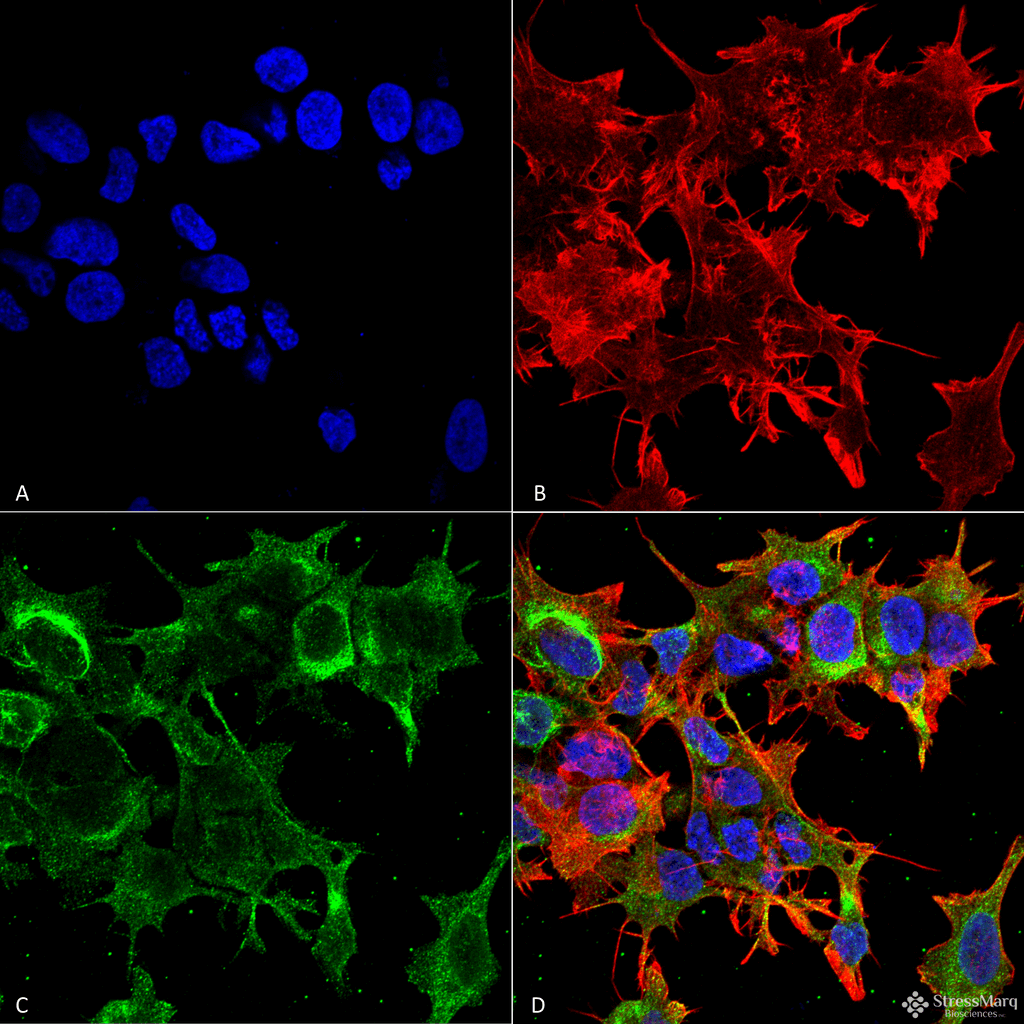 GFAP R416WT Antibody, Clone S206B-9: APC | Scientist.com