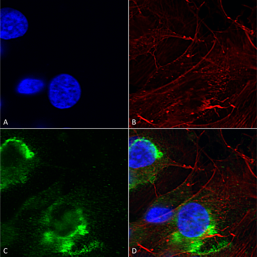 Anti-GFAP Antibody [S206B-9] Monoclonal IgG1