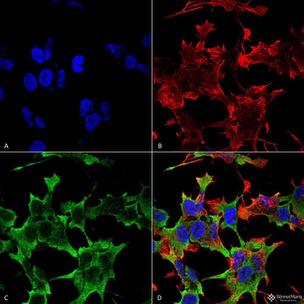 Anti-LAR Antibody [S165-38] Monoclonal IgG2a