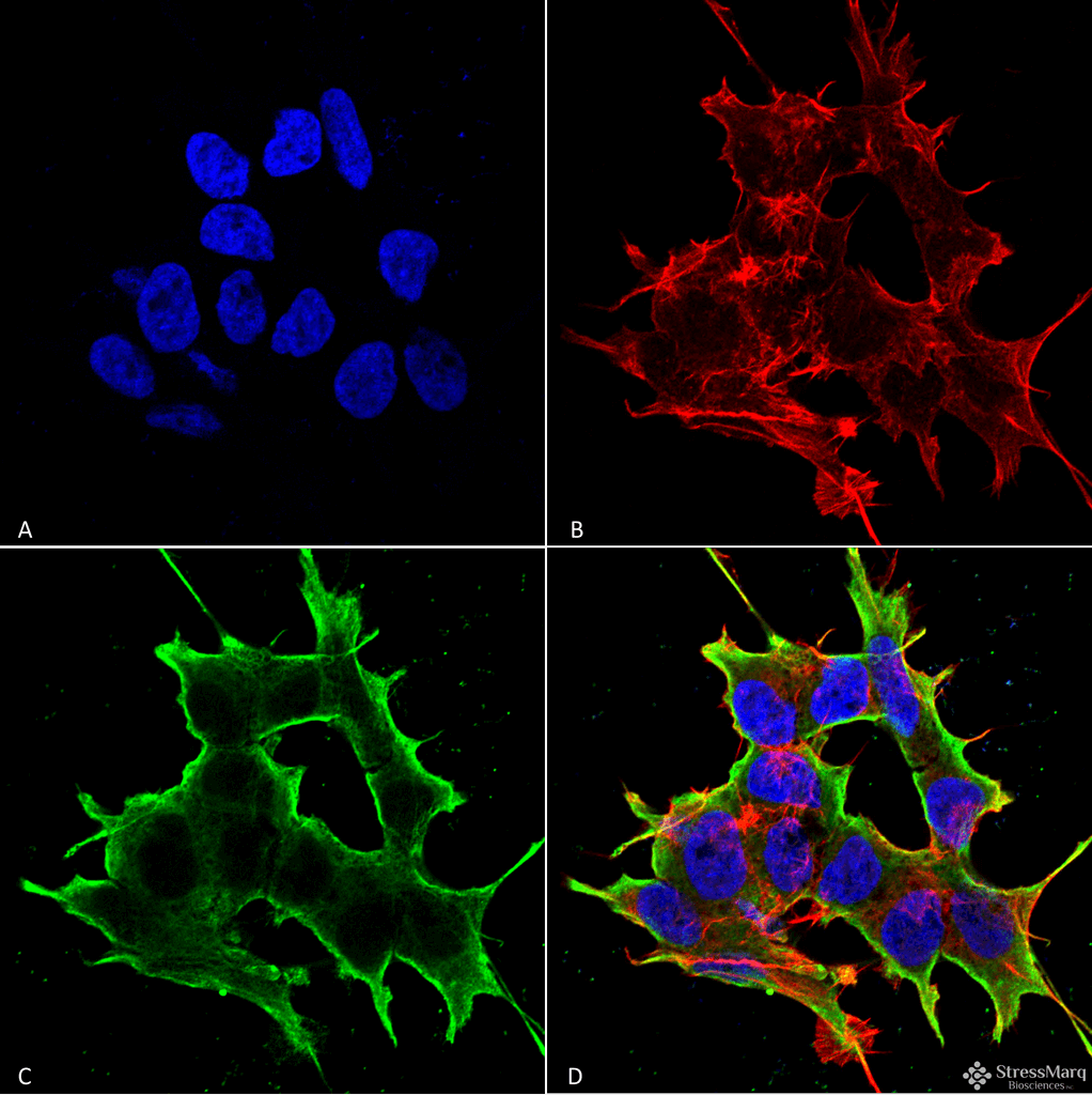 Anti-ATF4 Antibody [S360A-24] Monoclonal IgG2a