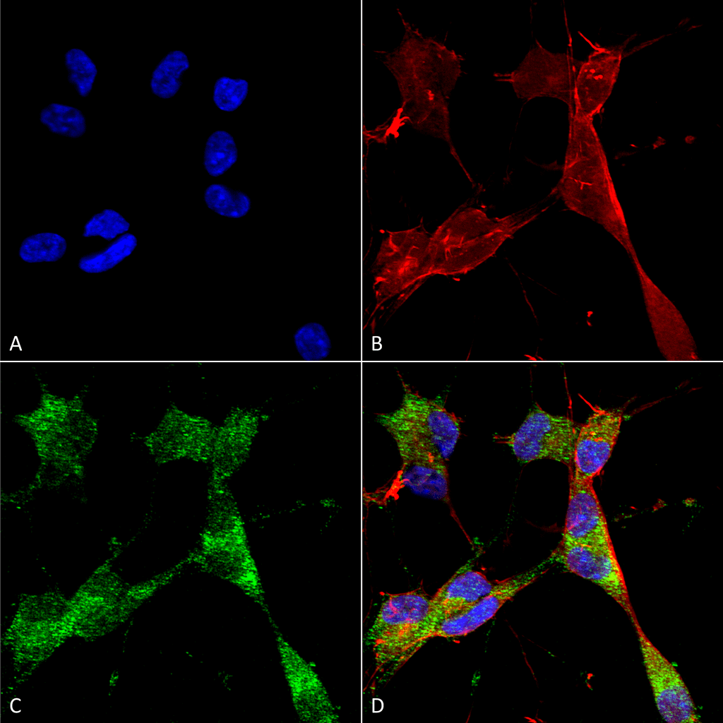Anti-PINK1 Antibody [S4-15] Monoclonal IgG1