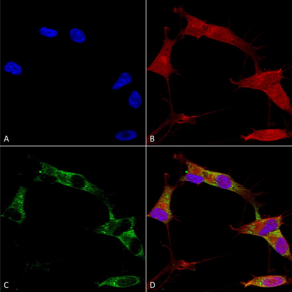 Protocadherin Gamma Antibody, Clone S159-5: FITC | Scientist.com