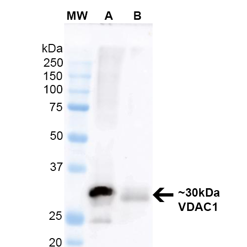 VDAC1 Antibody, Clone S152B-23: HRP | Scientist.com