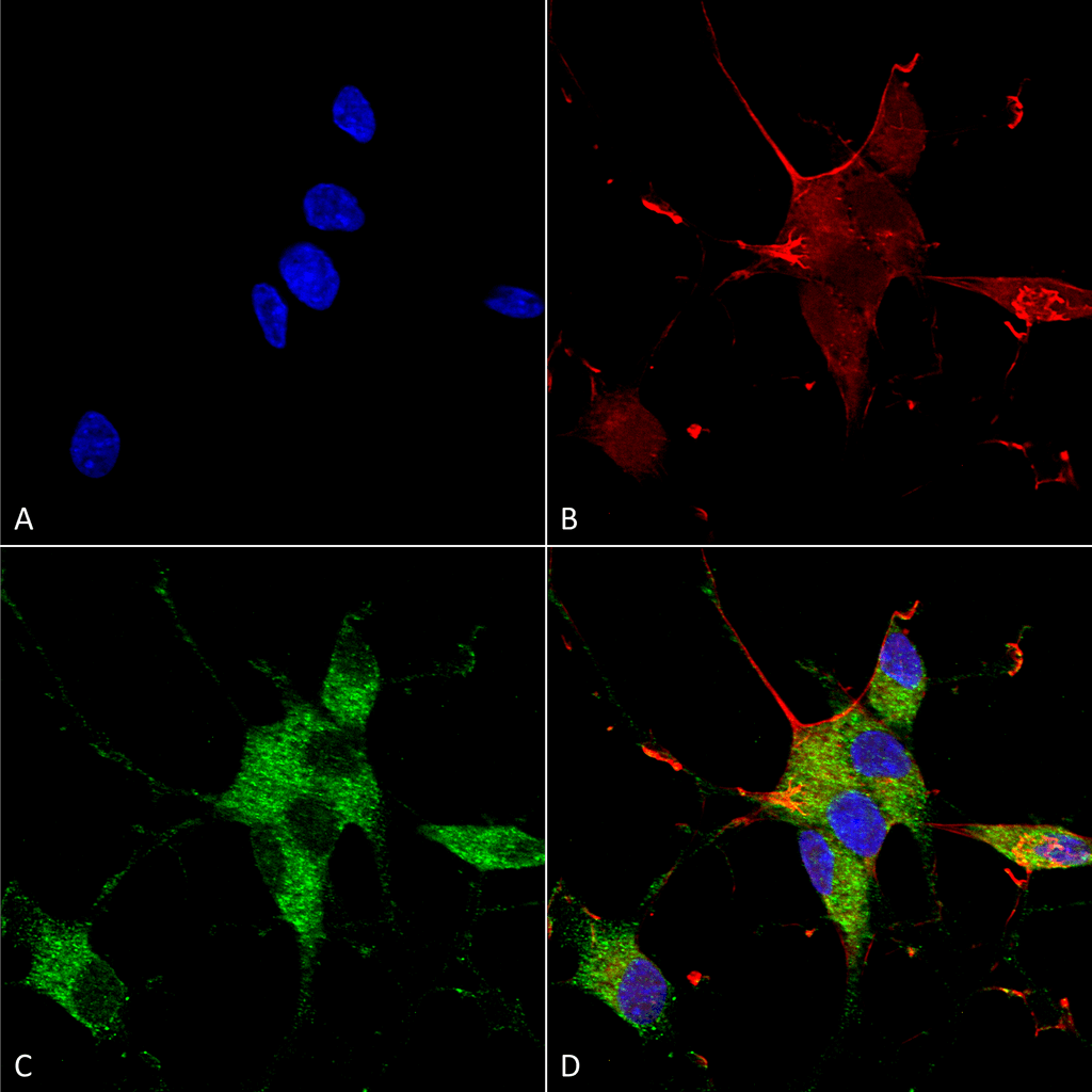 Anti-SHANK3 Antibody [S367-51] Monoclonal IgG2a