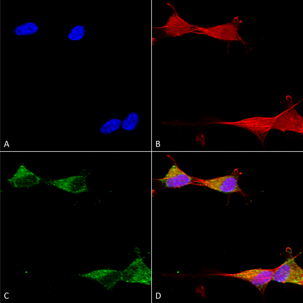 Ataxin 1 Antibody, Clone S65-37: ATTO 488 | Scientist.com