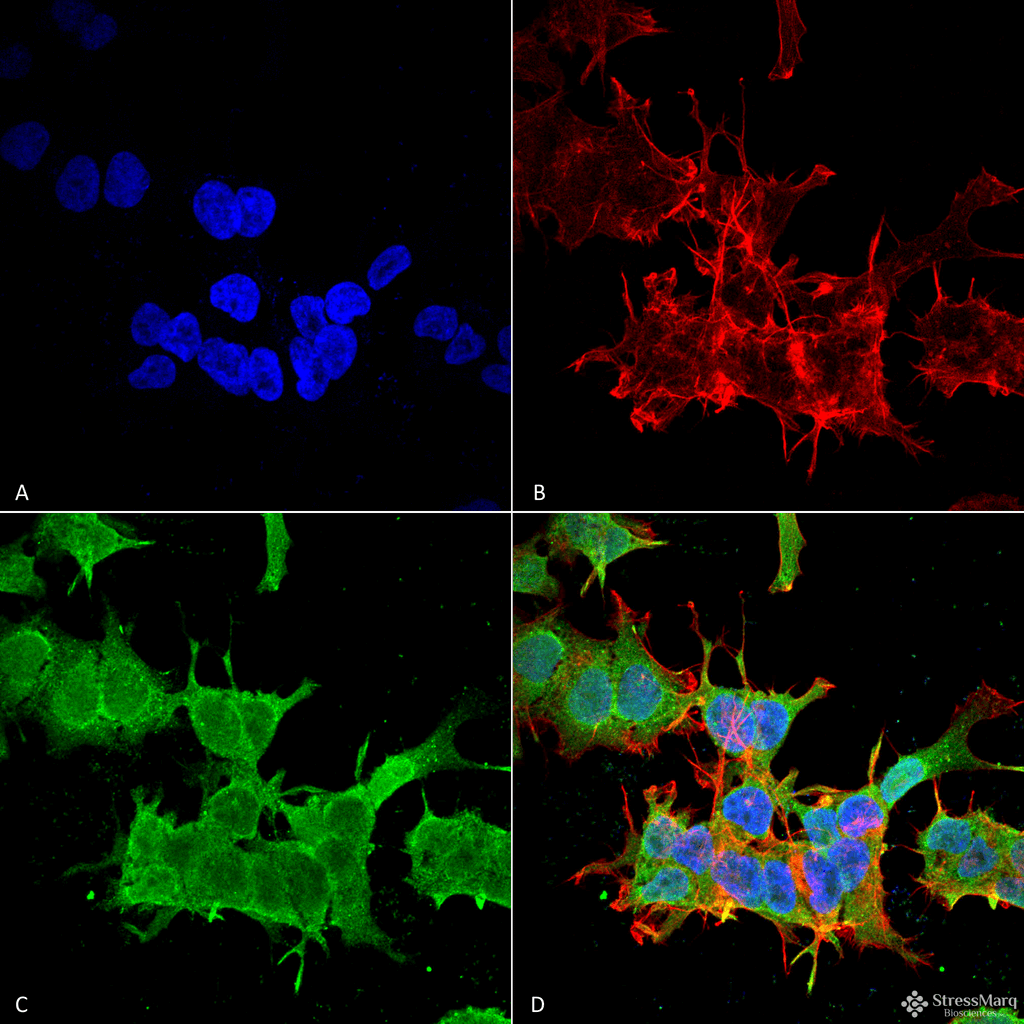 beta 4 Spectrin Antibody, Clone S393-2: APC | Scientist.com