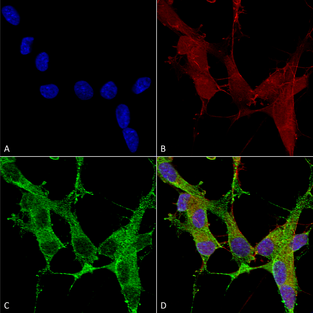 beta 4 Spectrin Antibody, Clone S393-2: APC | Scientist.com