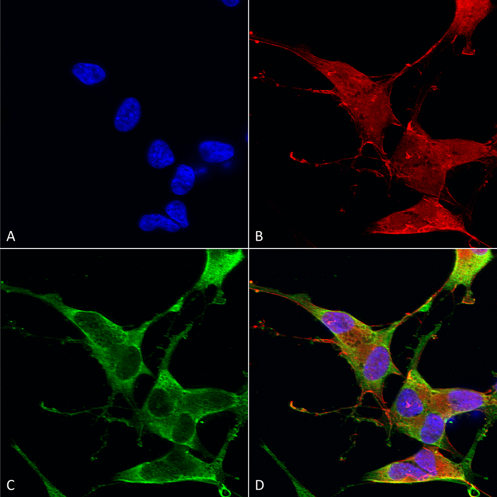 Ankyrin R Antibody, Clone N388A/10: RPE - 2BScientific